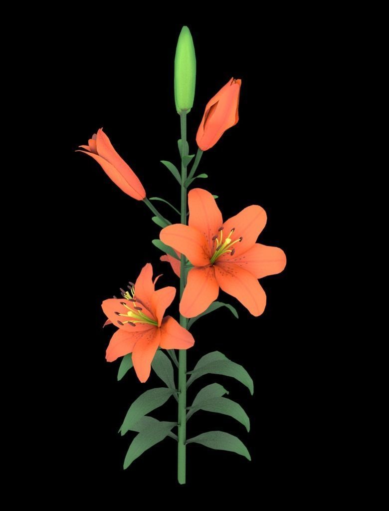 3D model Flower LiLi VR / AR / low-poly | CGTrader