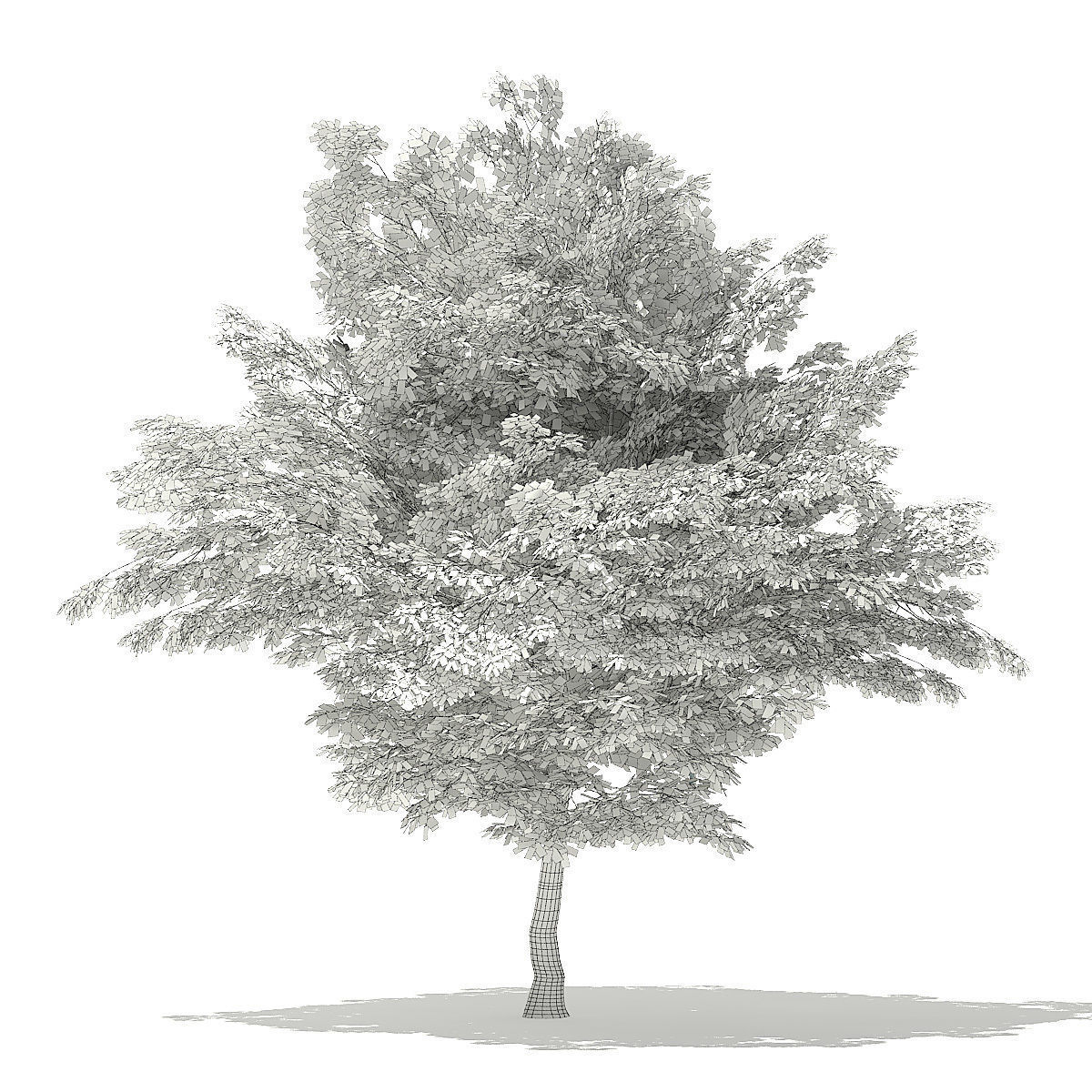 Tulip Tree 3D Model 8m 3D model | CGTrader