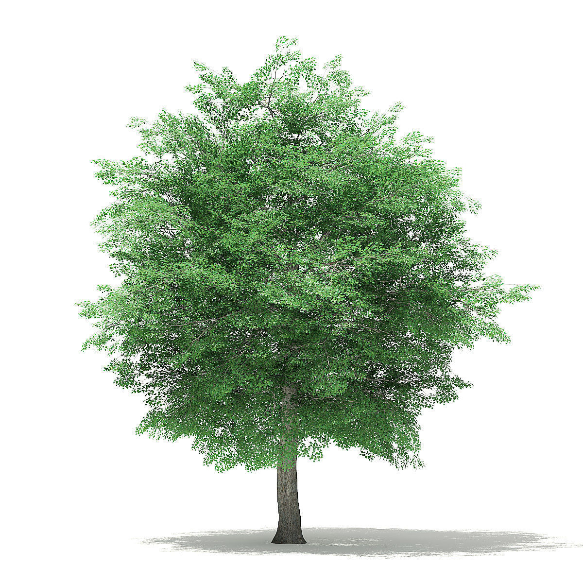 Tulip Tree 3D Model 10m 3D model | CGTrader