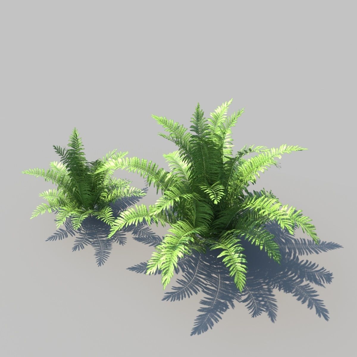 Cinnamon Fern With Animation 3D model animated | CGTrader