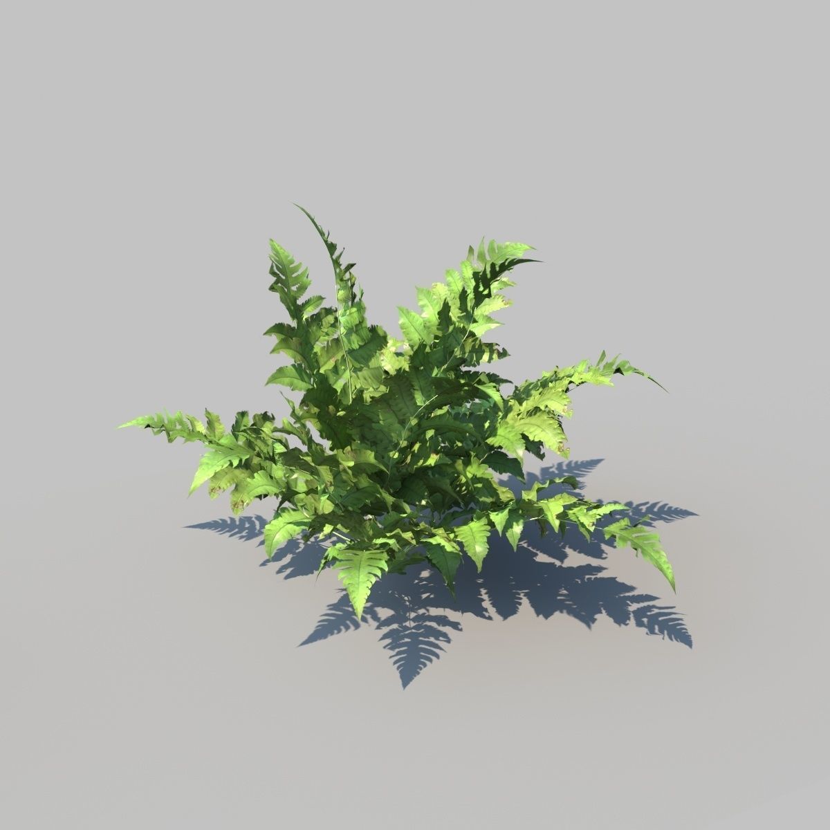 Vegetable Fern A With Animation 3D model animated | CGTrader