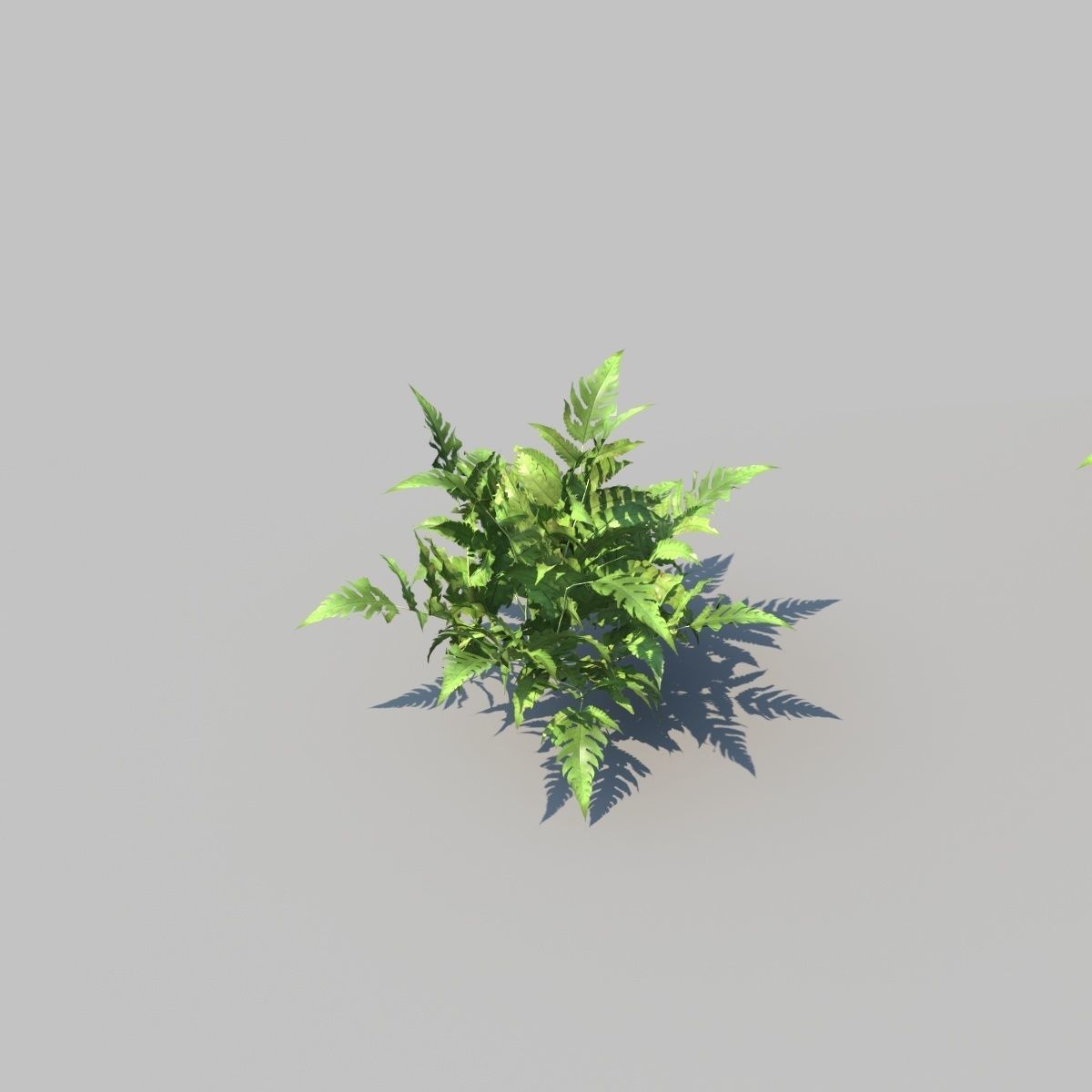 Vegetable Fern A With Animation 3D model animated | CGTrader