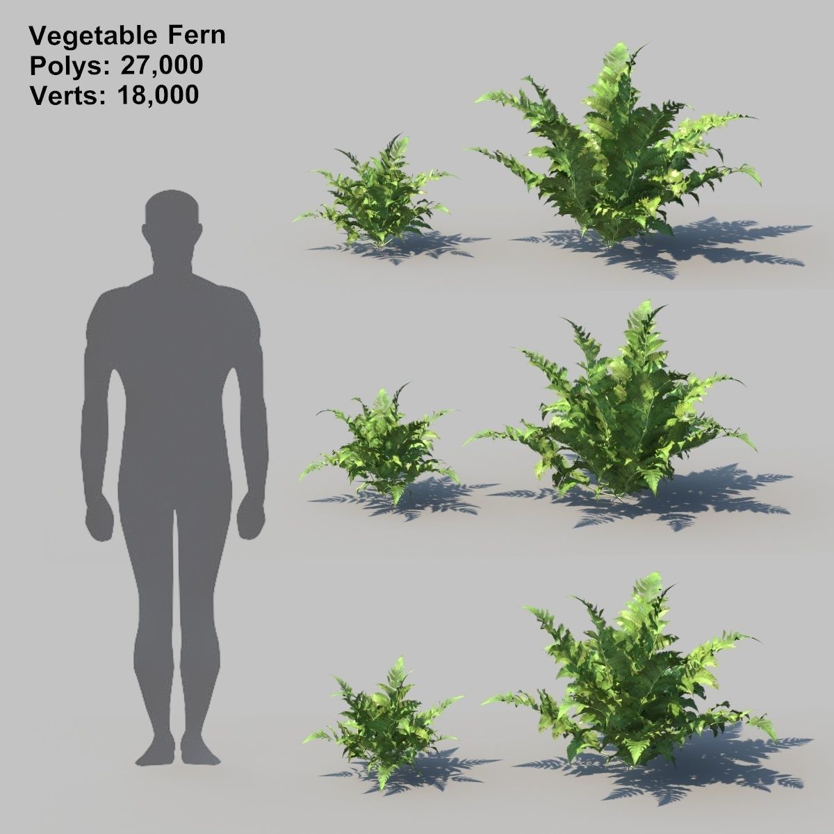 Vegetable Fern A With Animation 3D model animated | CGTrader