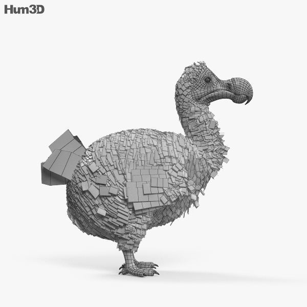 Dodo HD 3D model | CGTrader
