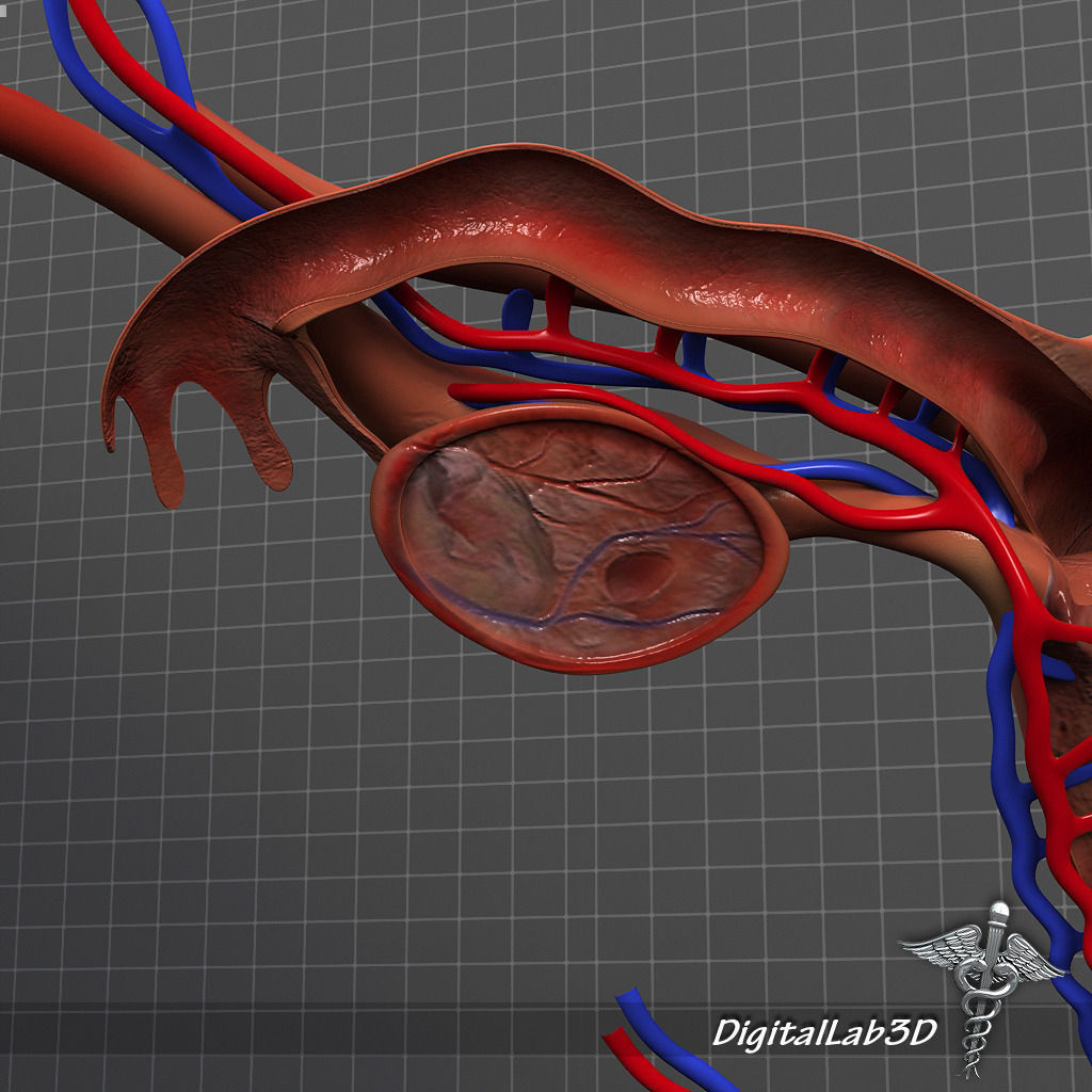 Human Female Reproductive System 3D model | CGTrader