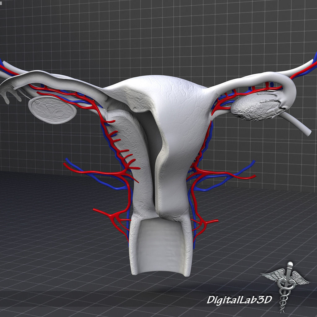 Human Female Reproductive System 3D Model max obj 3ds fbx c4d lwo 