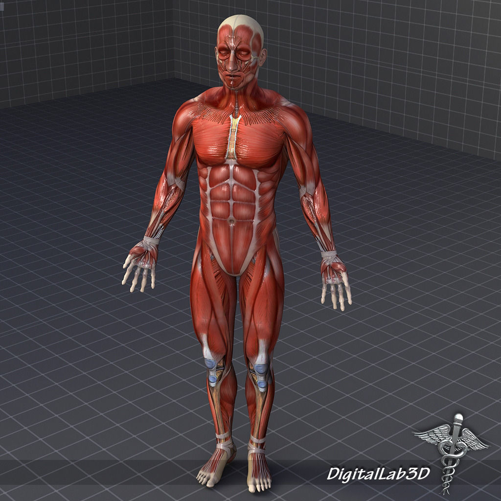 Human Male Muscular System 3D model | CGTrader