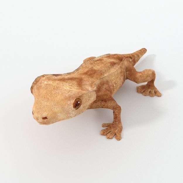3D model Crested Gecko VR / AR / low-poly | CGTrader