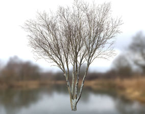 Dry tree 3D Models | CGTrader