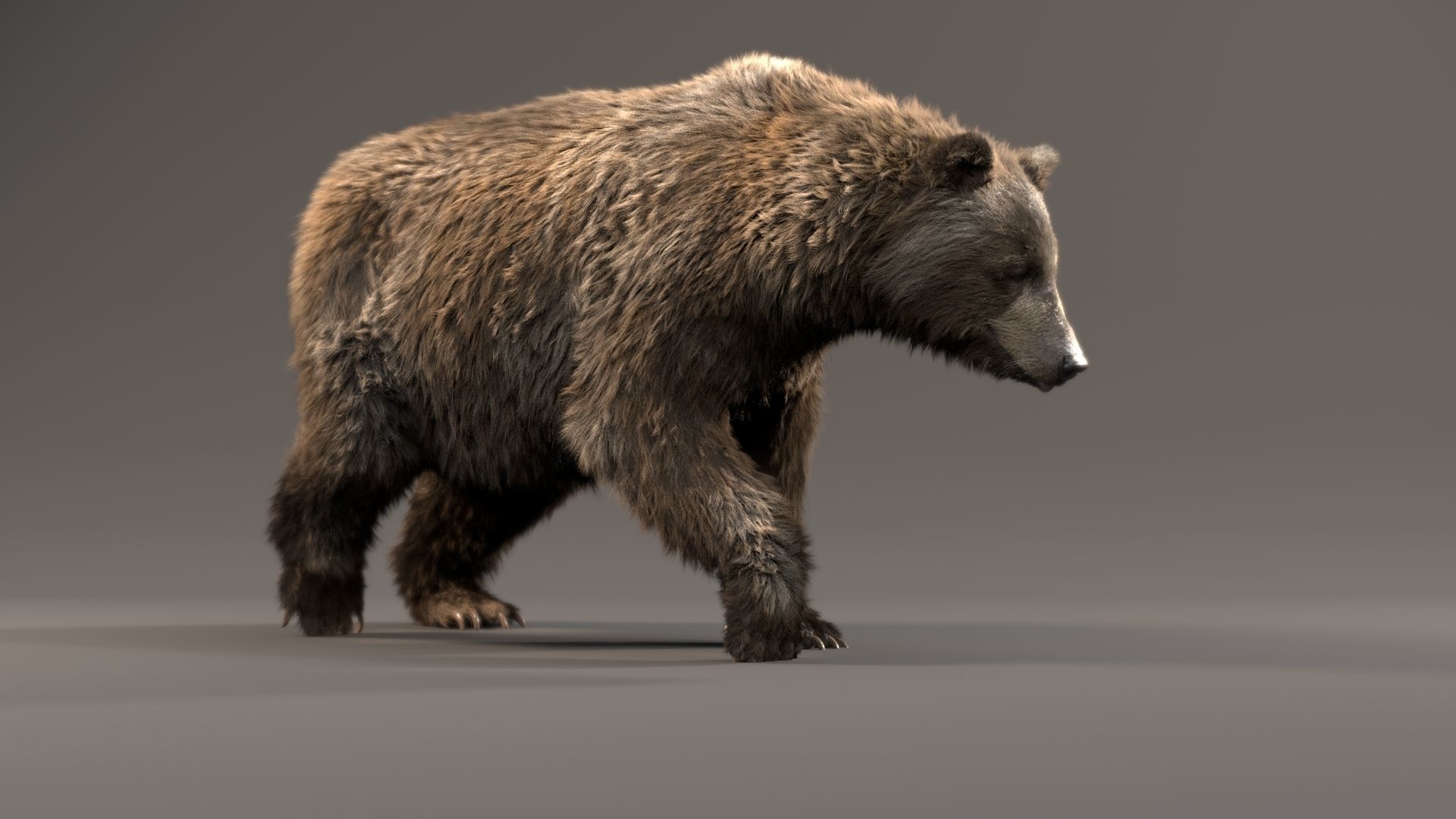 grizzly bear MODEL RIG 3D model rigged | CGTrader