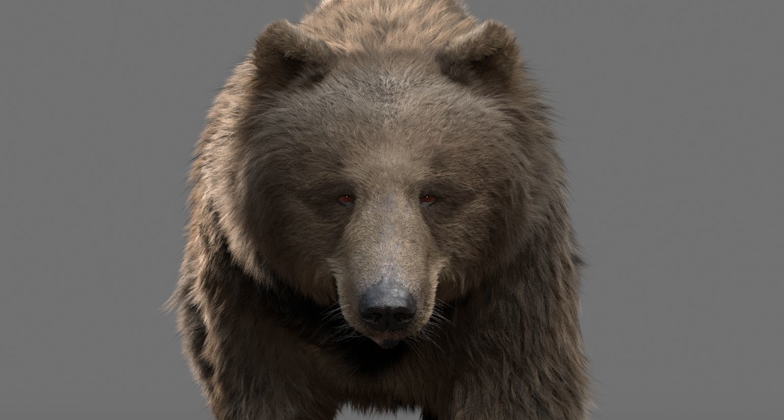 grizzly bear MODEL RIG ANIM 3D model animated rigged | CGTrader