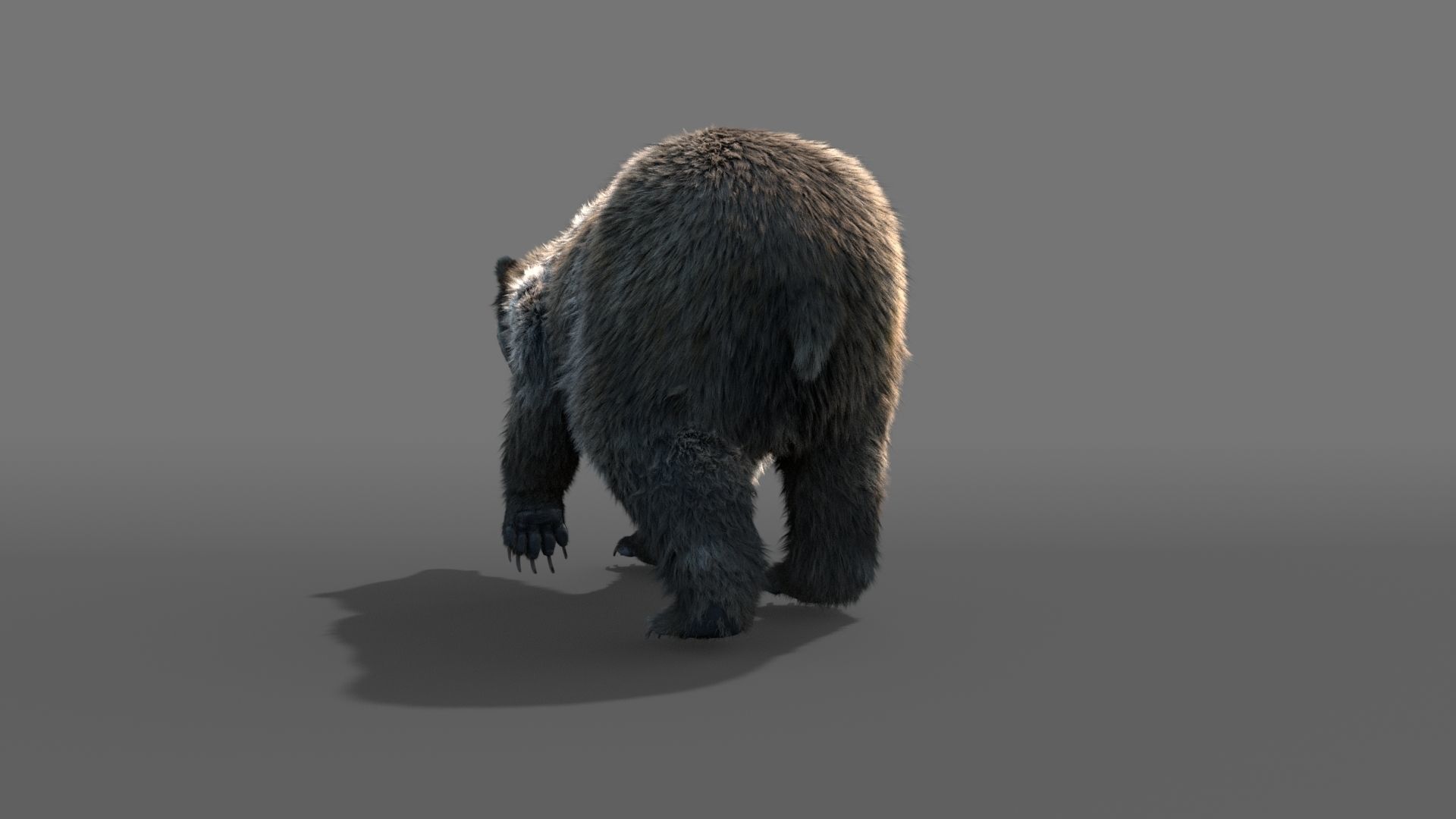 grizzly bear MODEL RIG ANIM 3D model animated rigged | CGTrader