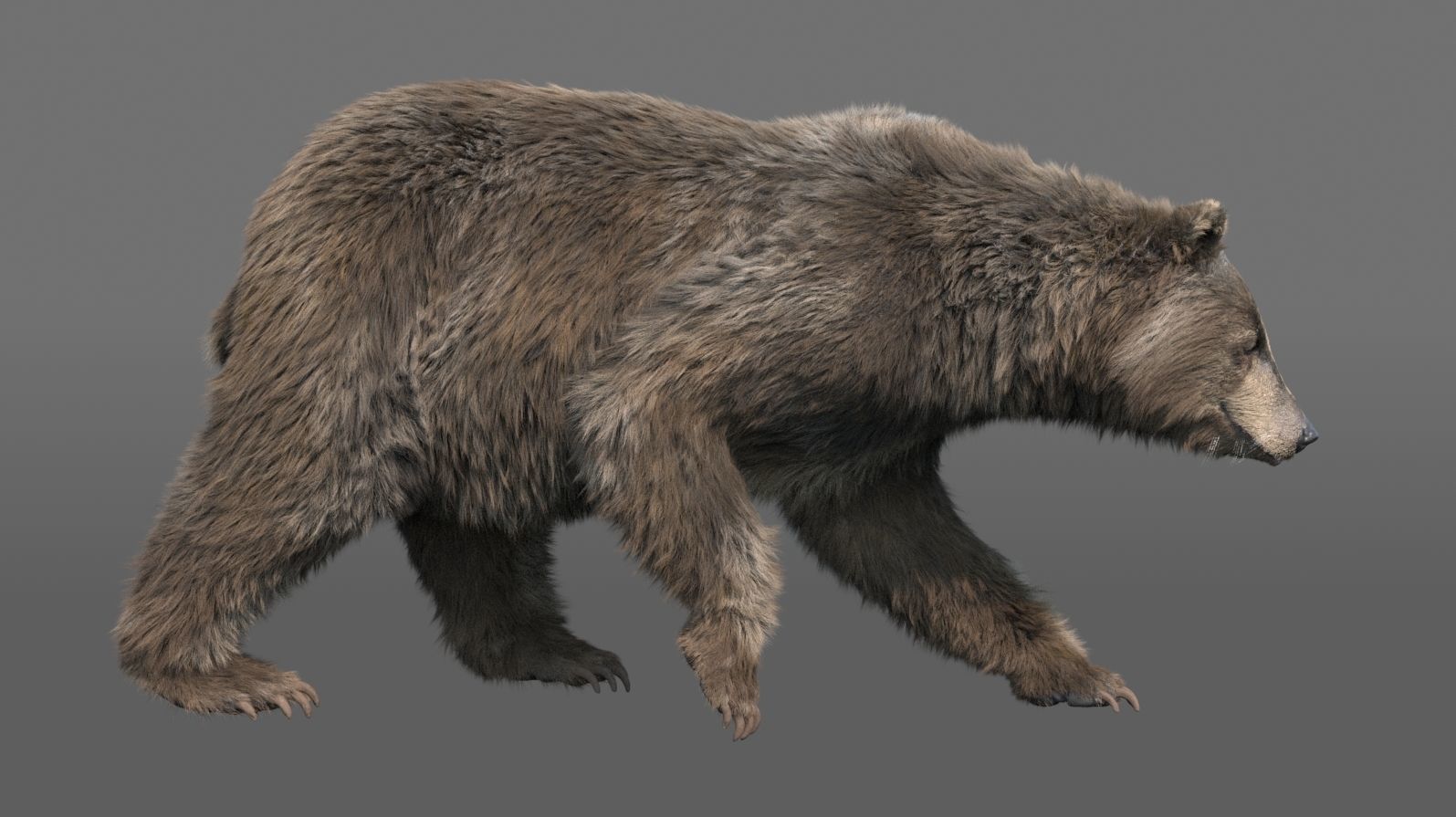 grizzly bear MODEL RIG ANIM 3D model animated rigged | CGTrader