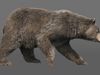 grizzly bear MODEL RIG ANIM 3D model animated rigged | CGTrader