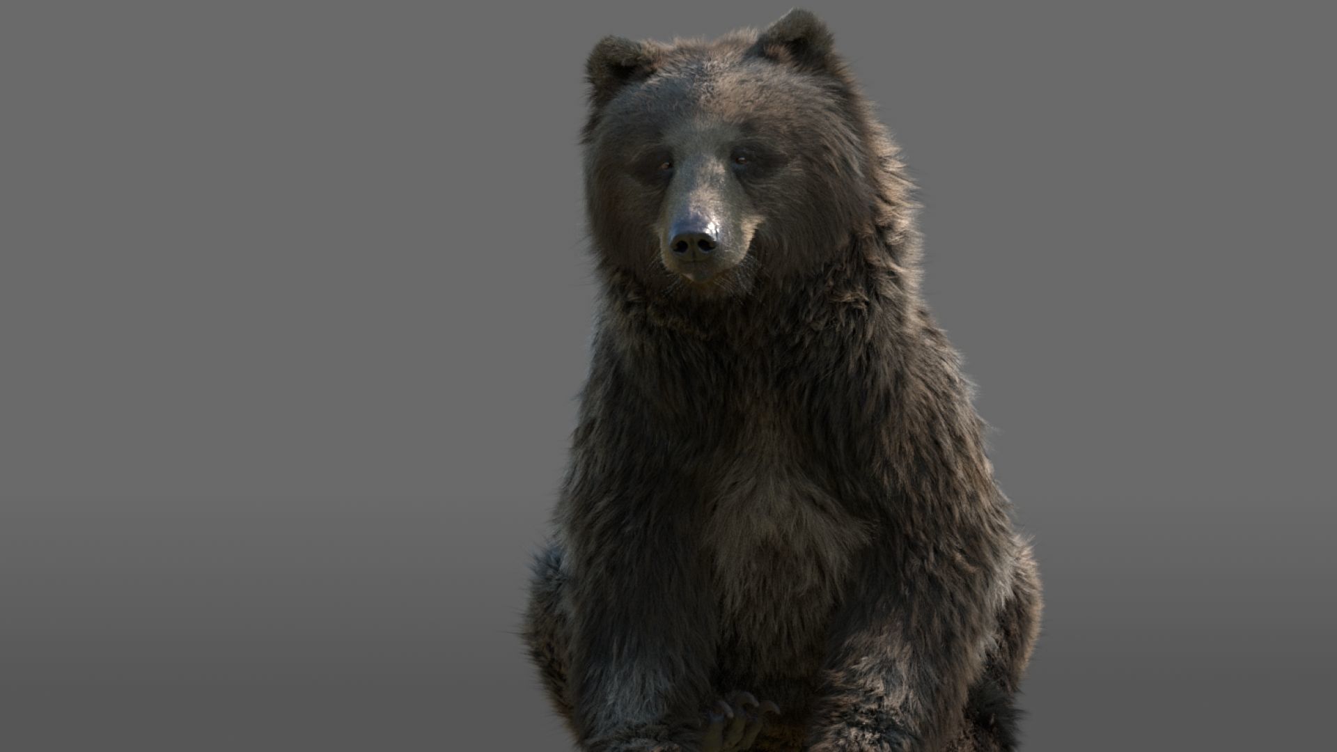 grizzly bear MODEL RIG ANIM 3D model animated rigged | CGTrader