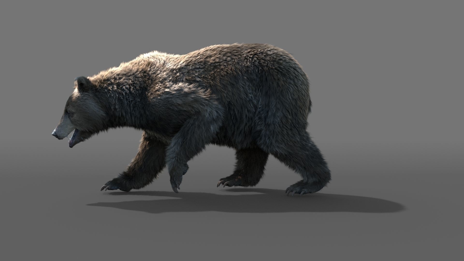 grizzly bear MODEL RIG ANIM 3D model animated rigged | CGTrader