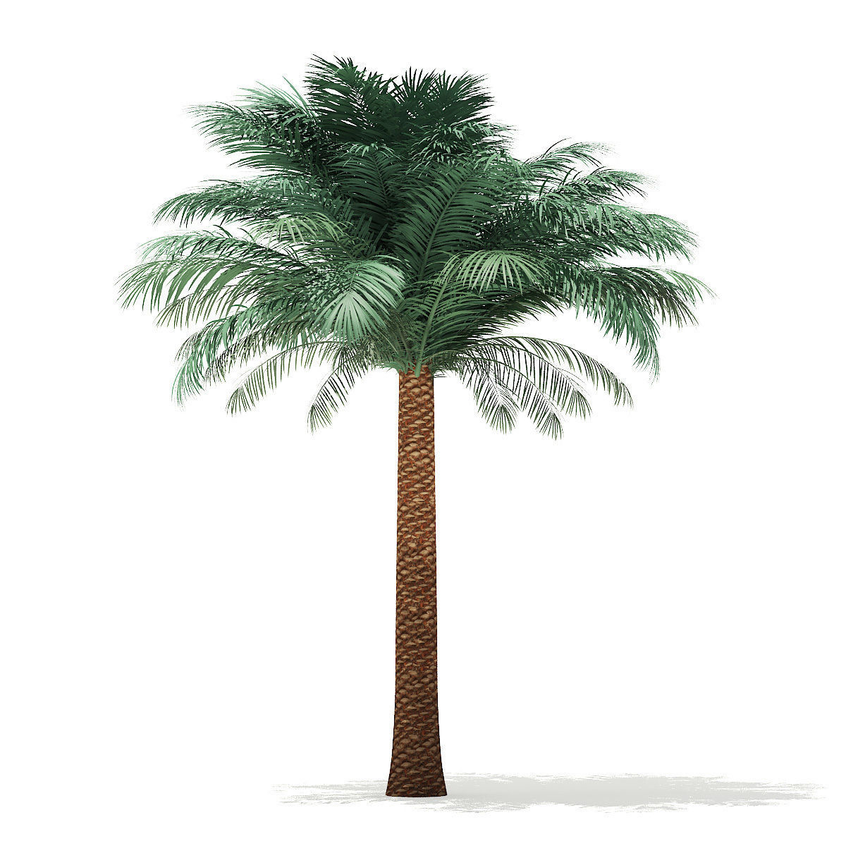 Silver Date Palm Tree 3D Model 5m 3D model | CGTrader