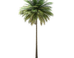 Coconut tree 3D Models | CGTrader
