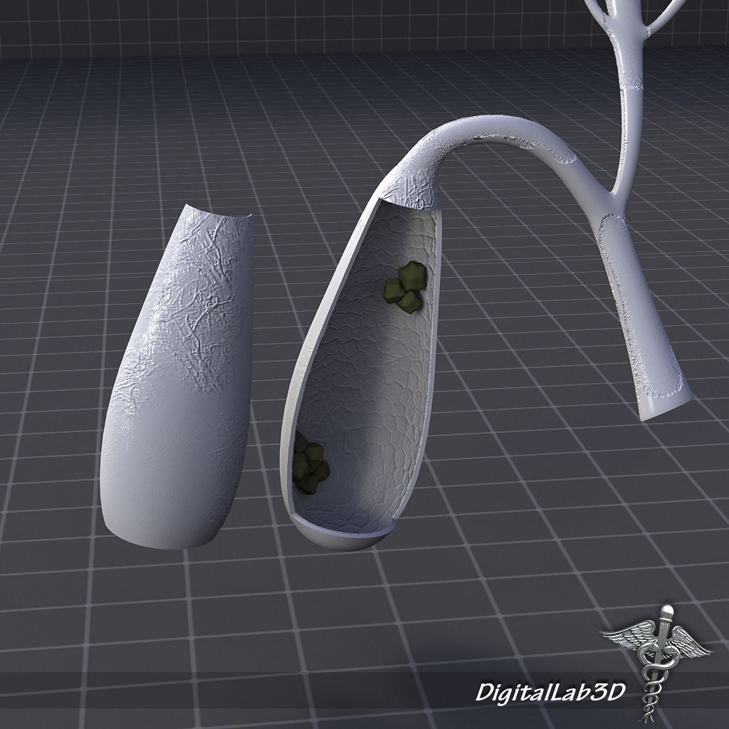 Gall Bladder Anatomy 3D model | CGTrader