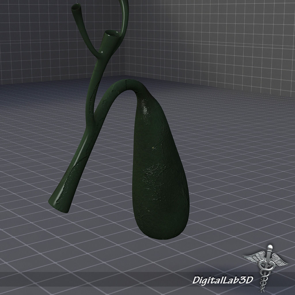 Gall Bladder Anatomy 3D model | CGTrader