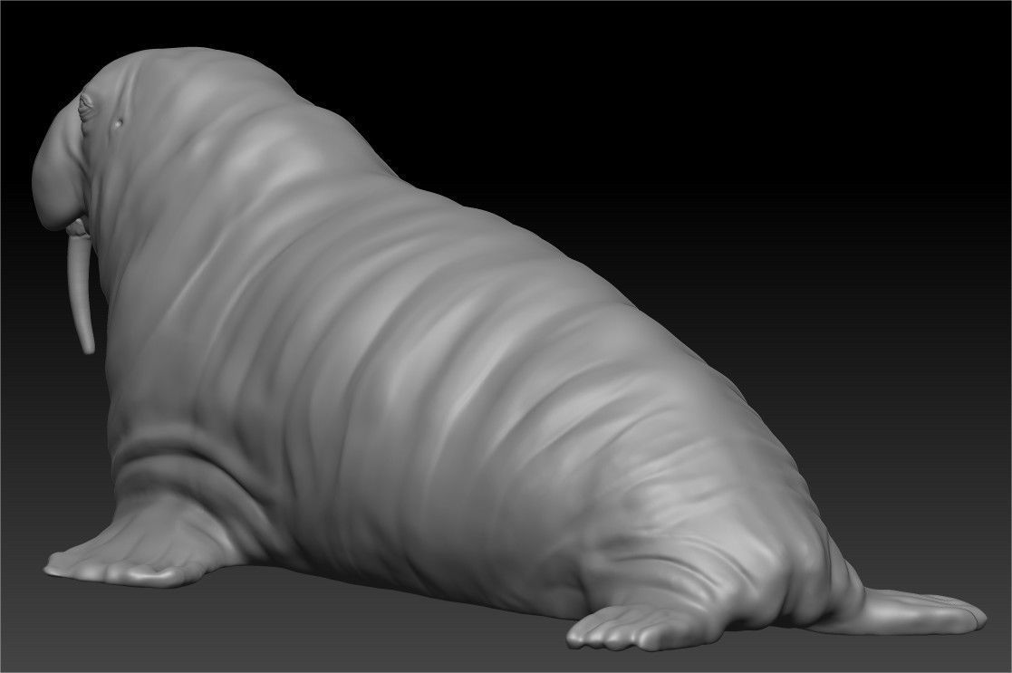Walrus 3D print model 3D model 3D printable | CGTrader