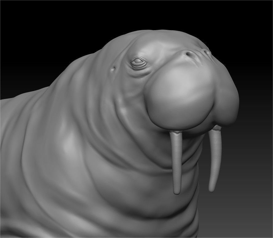 Walrus 3D print model 3D model 3D printable | CGTrader