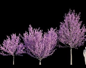 Cherry tree 3D Models | CGTrader