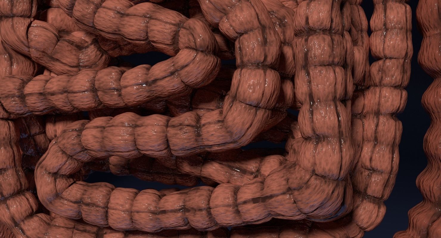 INTESTINE ANIMATED PERISTALSIS 3D model animated | CGTrader