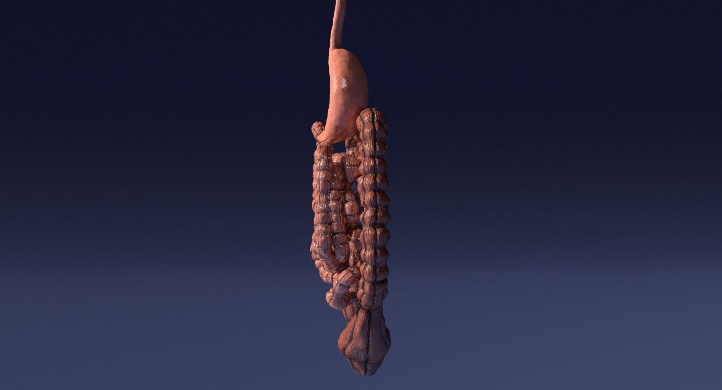 INTESTINE ANIMATED PERISTALSIS 3D model animated | CGTrader
