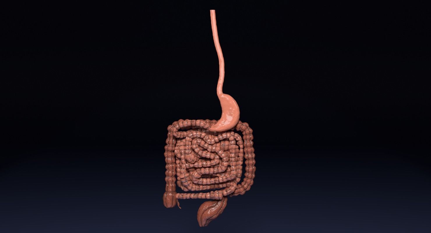 INTESTINE ANIMATED PERISTALSIS 3D model animated | CGTrader
