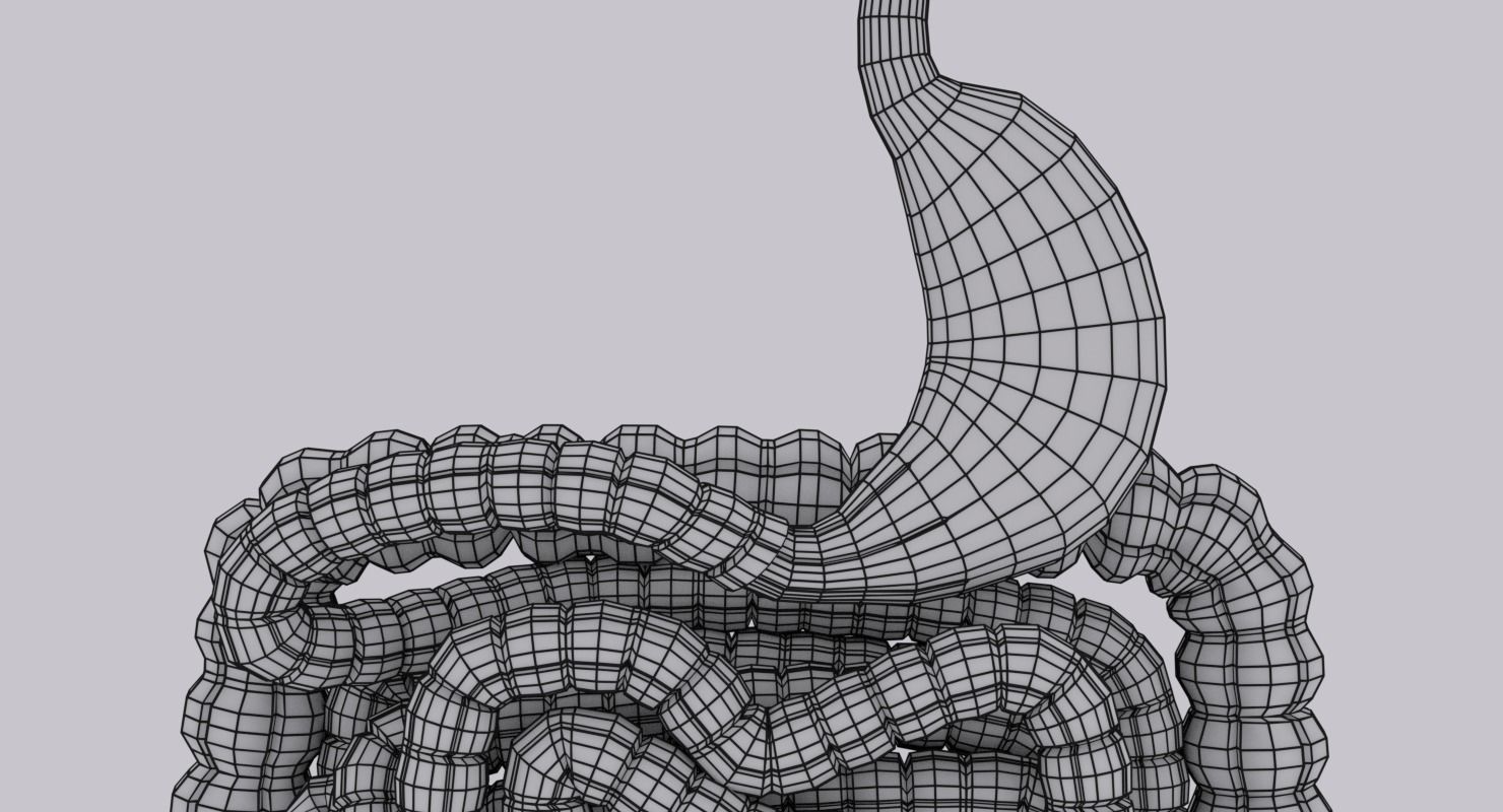 INTESTINE ANIMATED PERISTALSIS 3D model animated | CGTrader