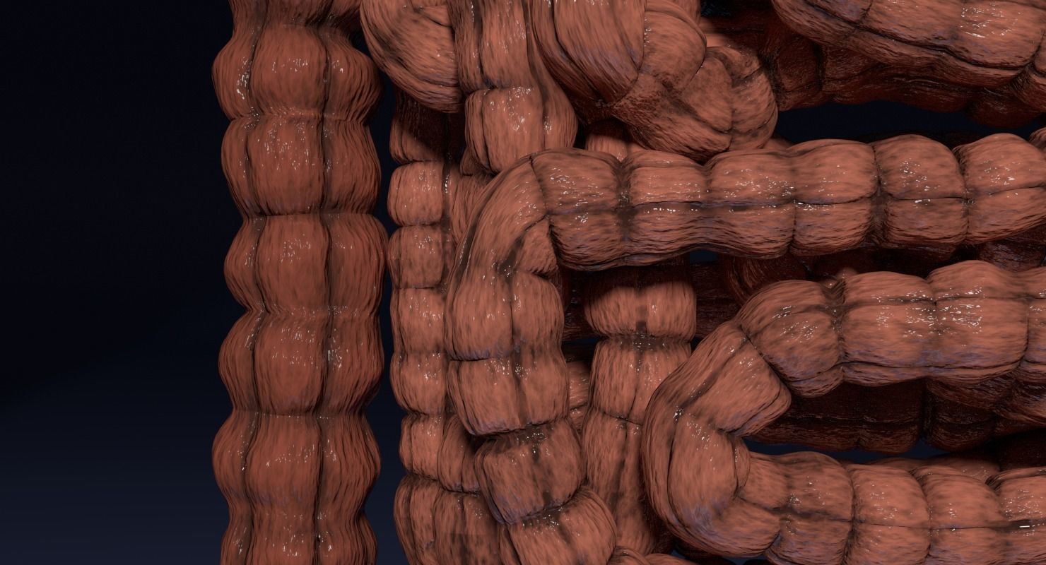 INTESTINE ANIMATED PERISTALSIS 3D model animated | CGTrader