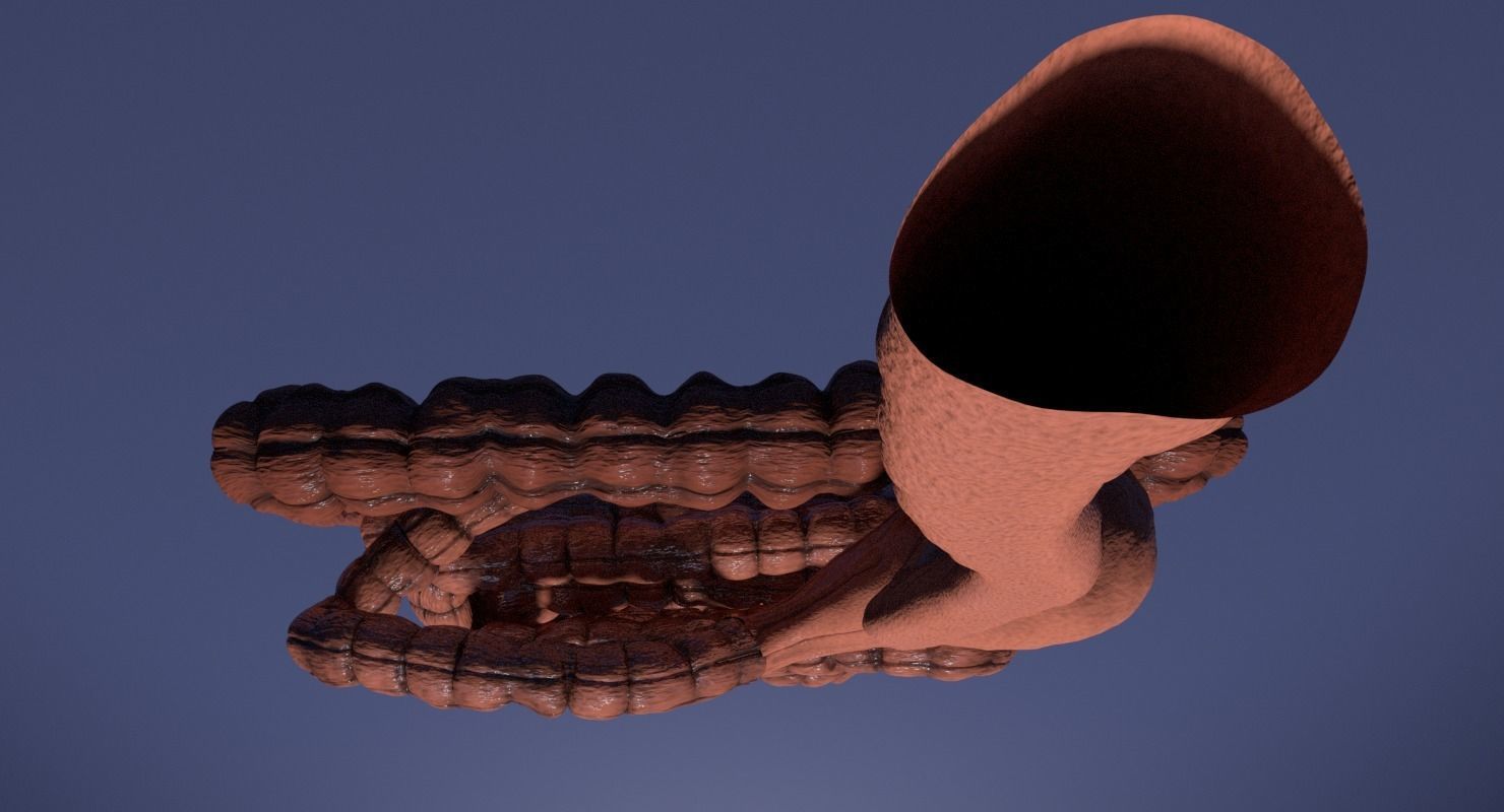 INTESTINE ANIMATED PERISTALSIS 3D model animated | CGTrader