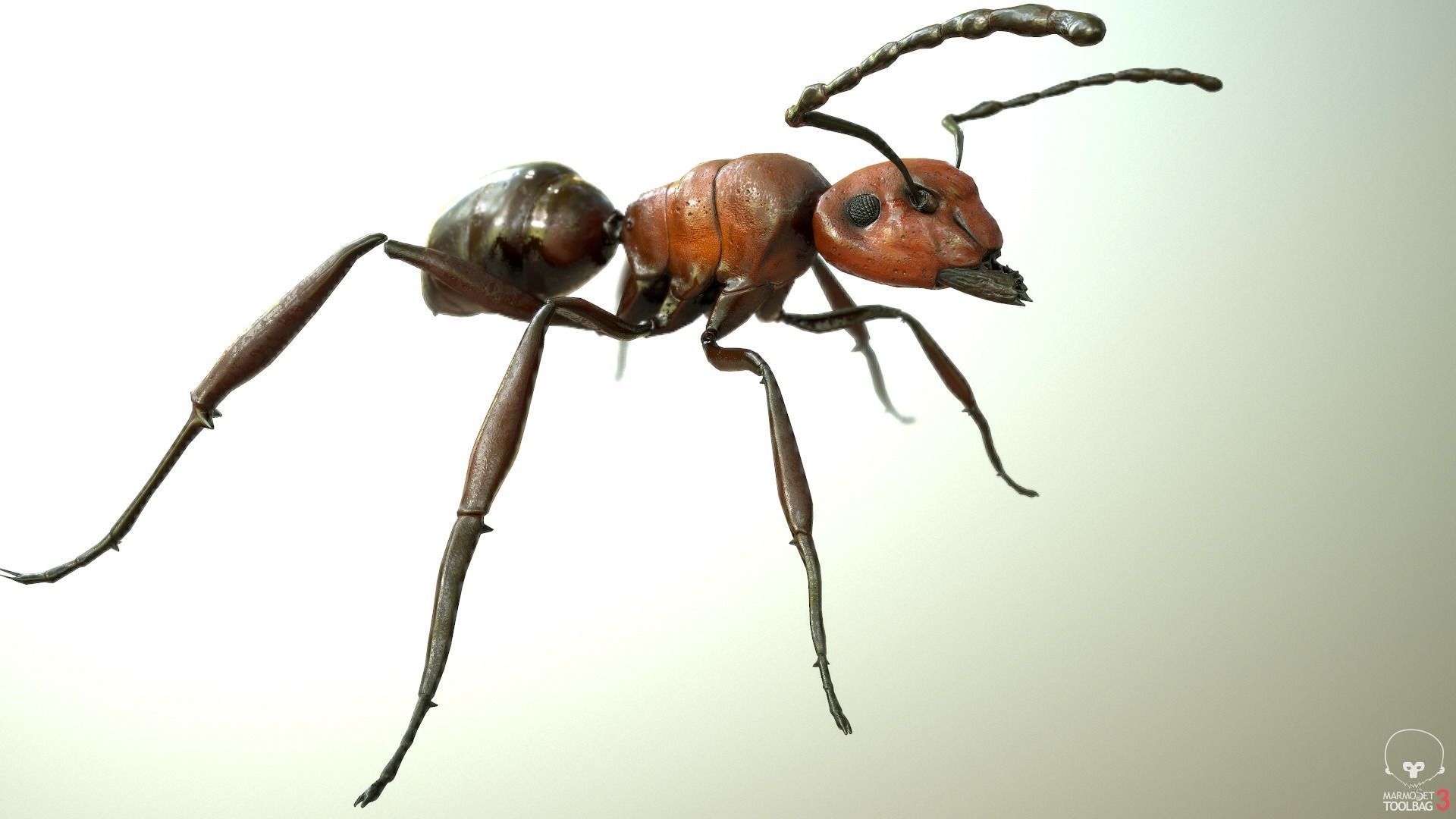 3D model Red Ant Low Poly 3d model VR / AR / low-poly rigged | CGTrader