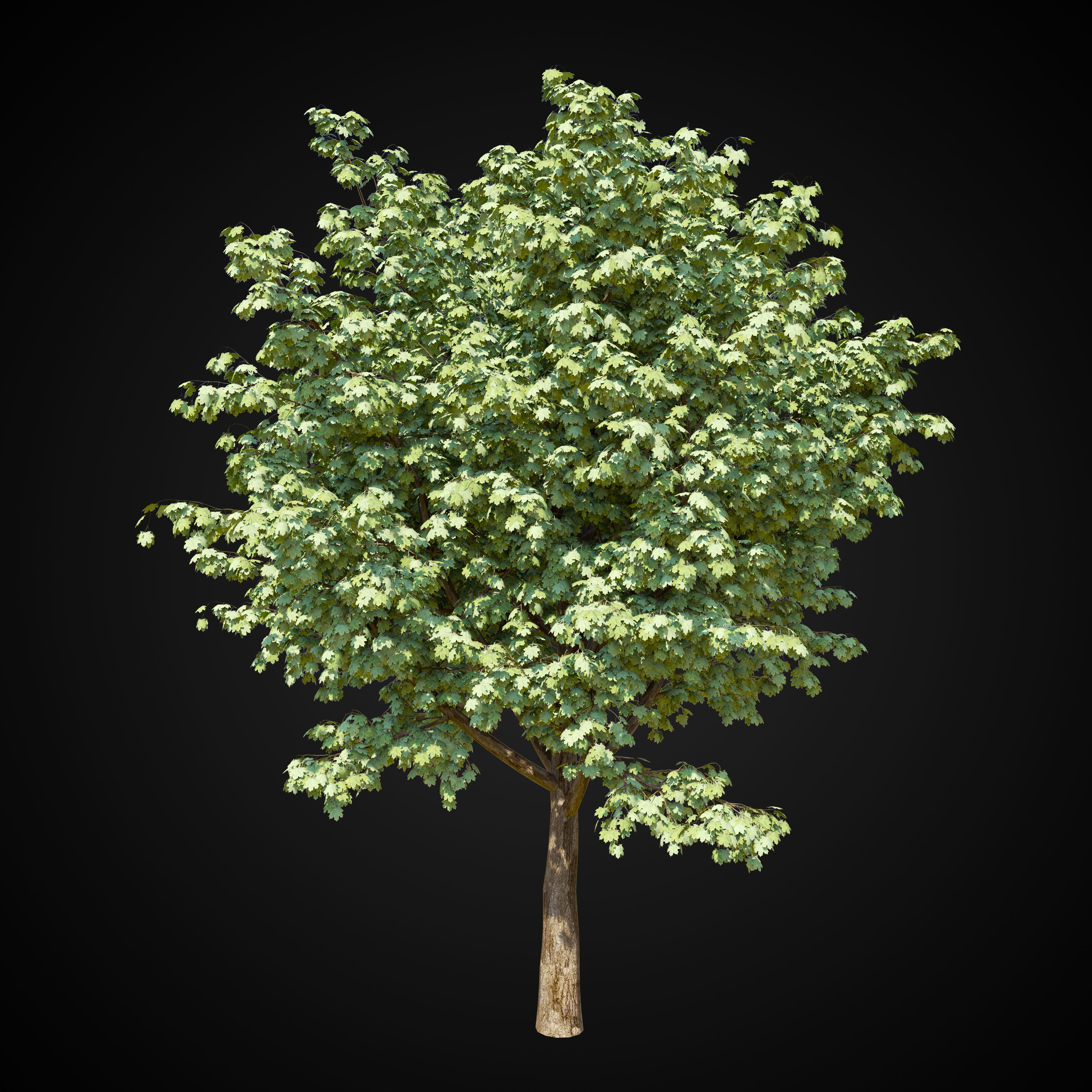 Maple tree 3D model | CGTrader