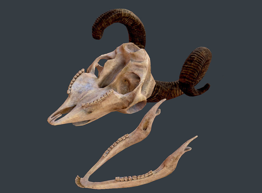 3D model Sheep skeleton VR / AR / low-poly | CGTrader
