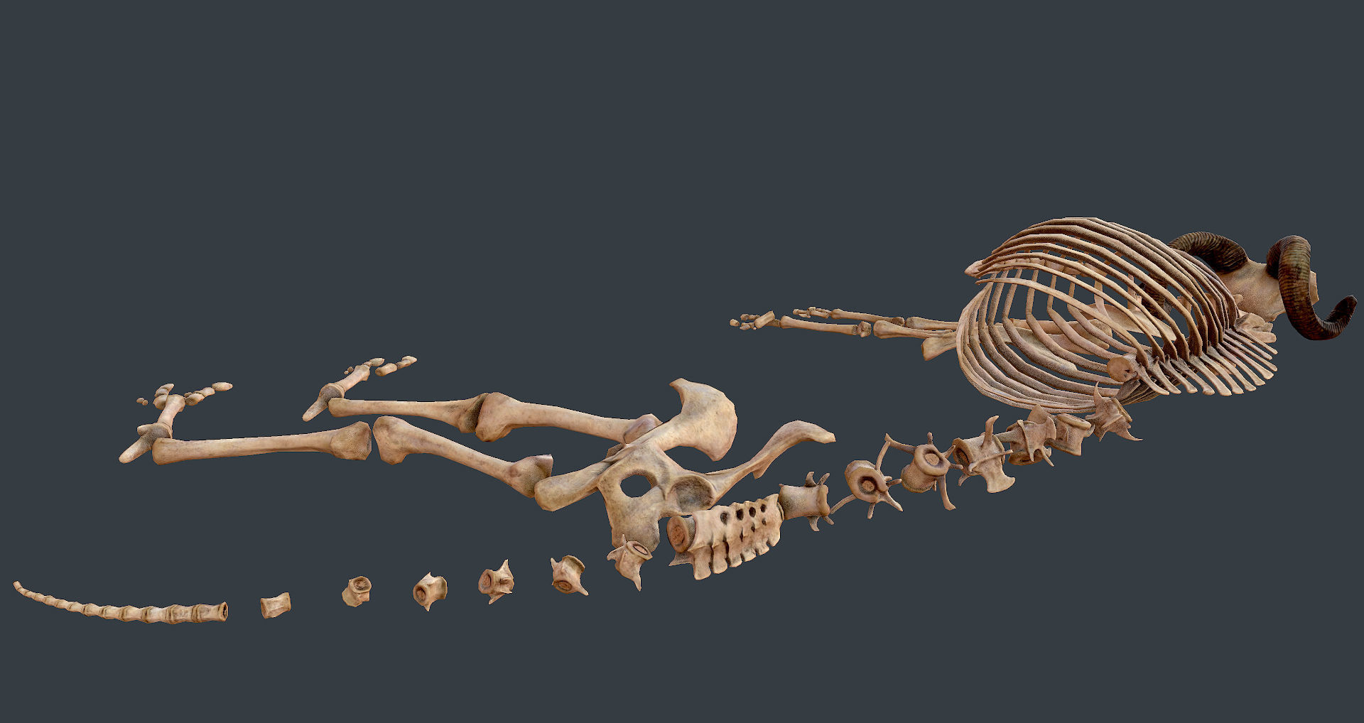 3D model Sheep skeleton VR / AR / low-poly | CGTrader