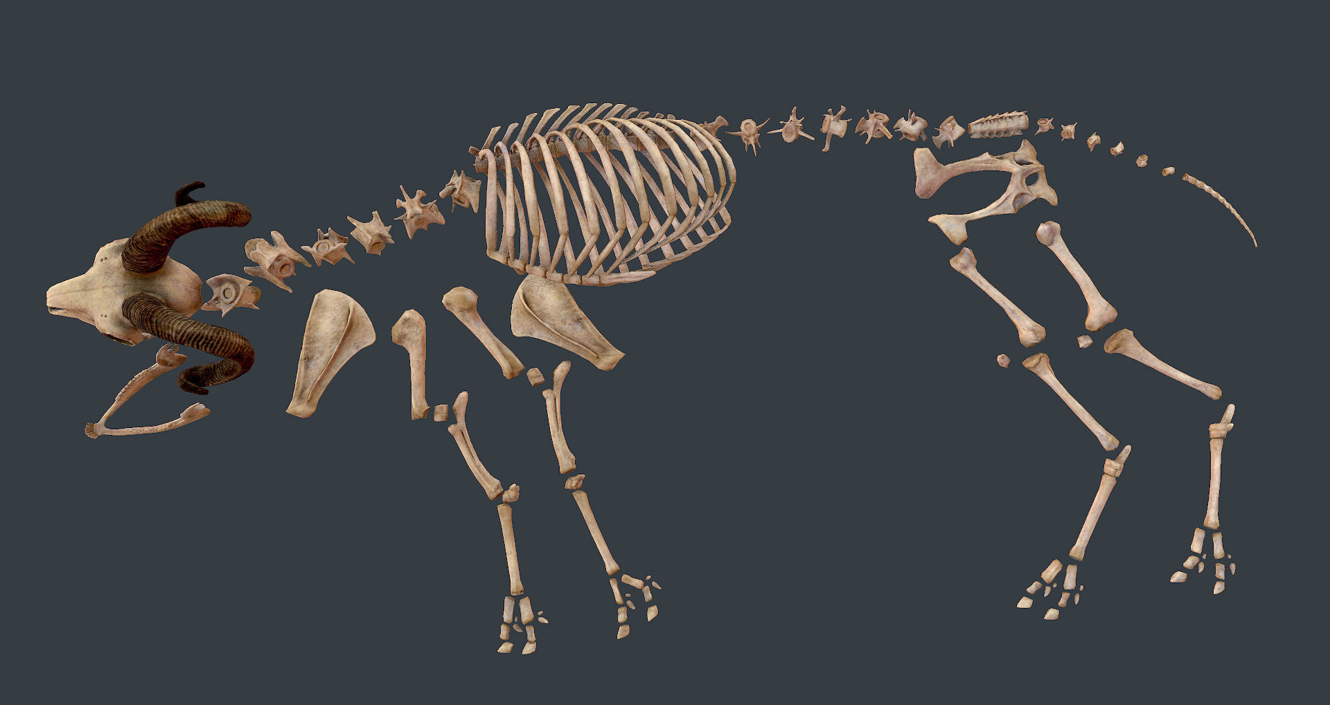 3D model Sheep skeleton VR / AR / low-poly | CGTrader