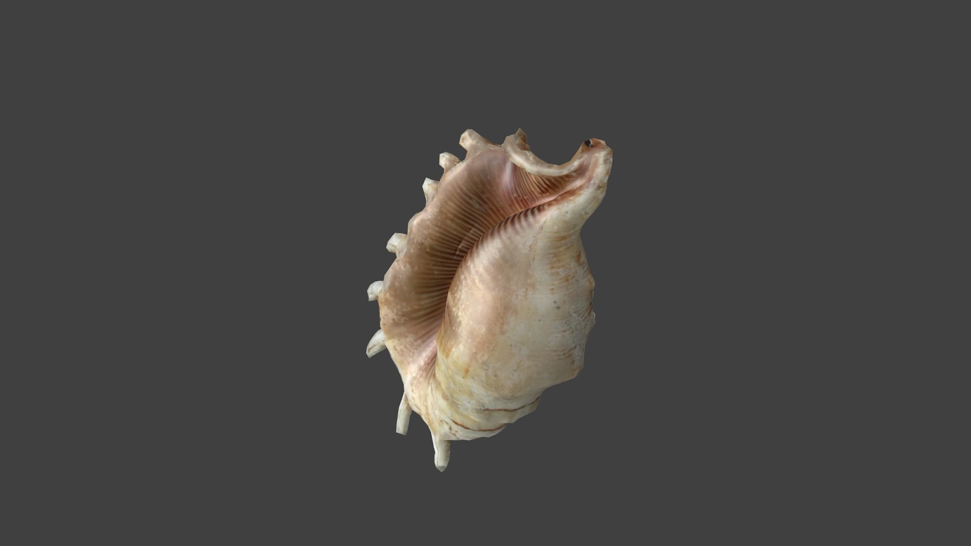 3D model Low Poly Murex Seashell VR / AR / low-poly | CGTrader
