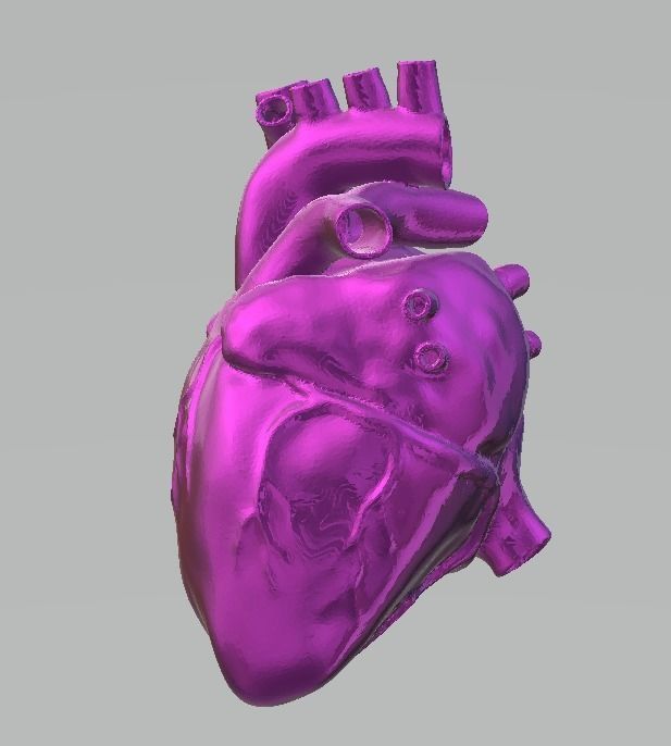 anatomical-heart human heart 3D model 3D printable | CGTrader