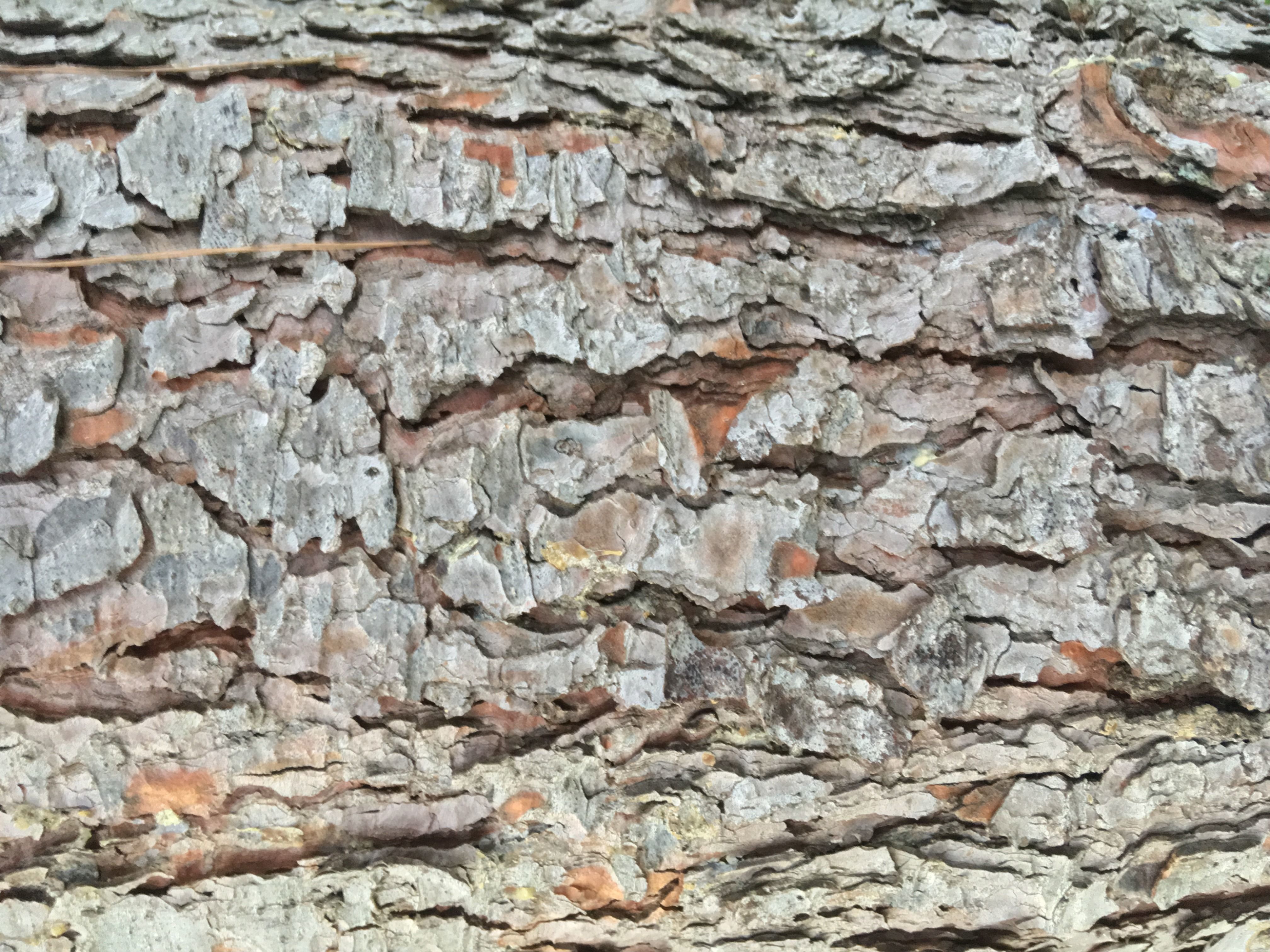 photo wood texture hdr free Texture | CGTrader