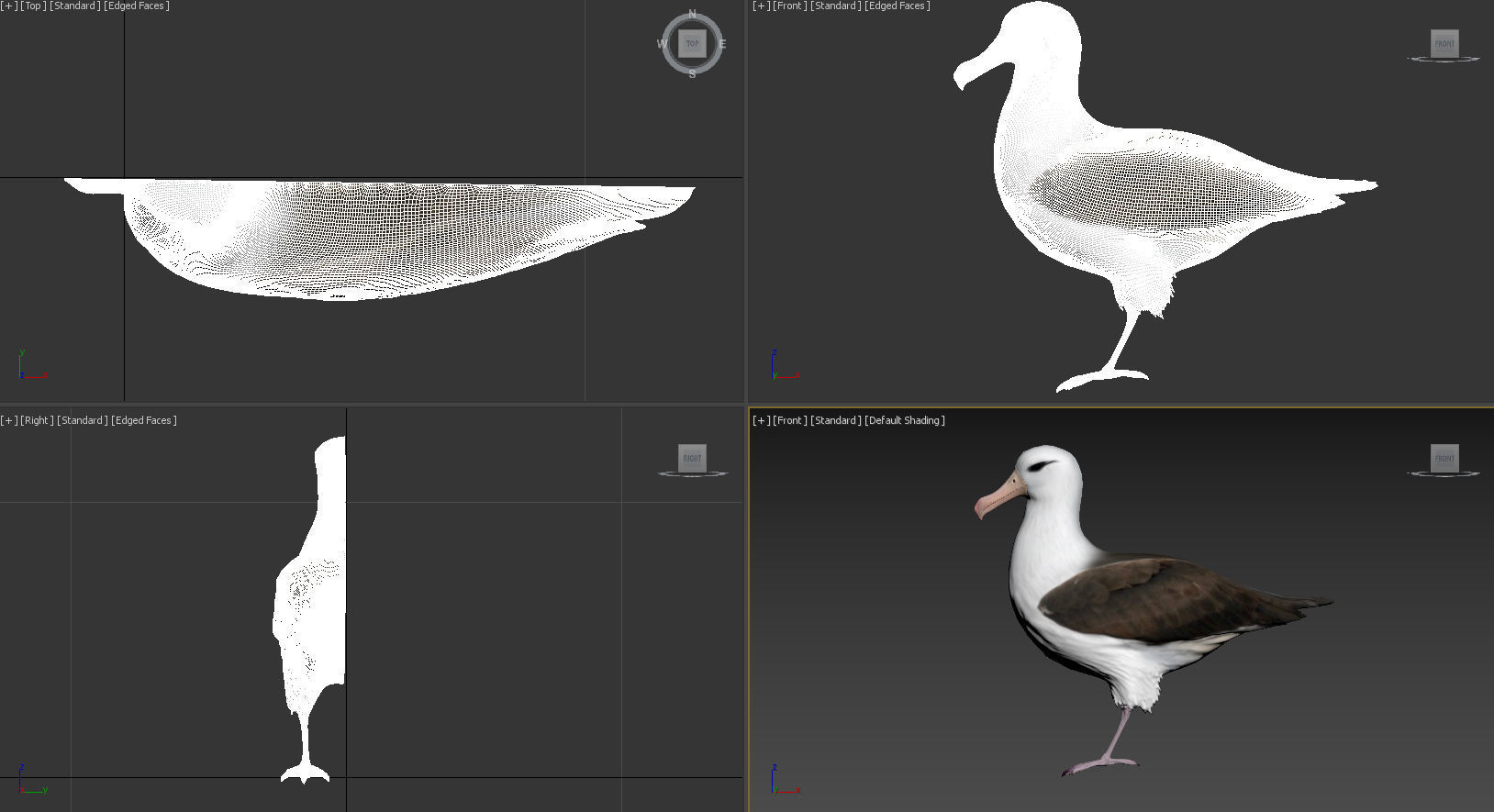 bird Albatross free 3D model | CGTrader