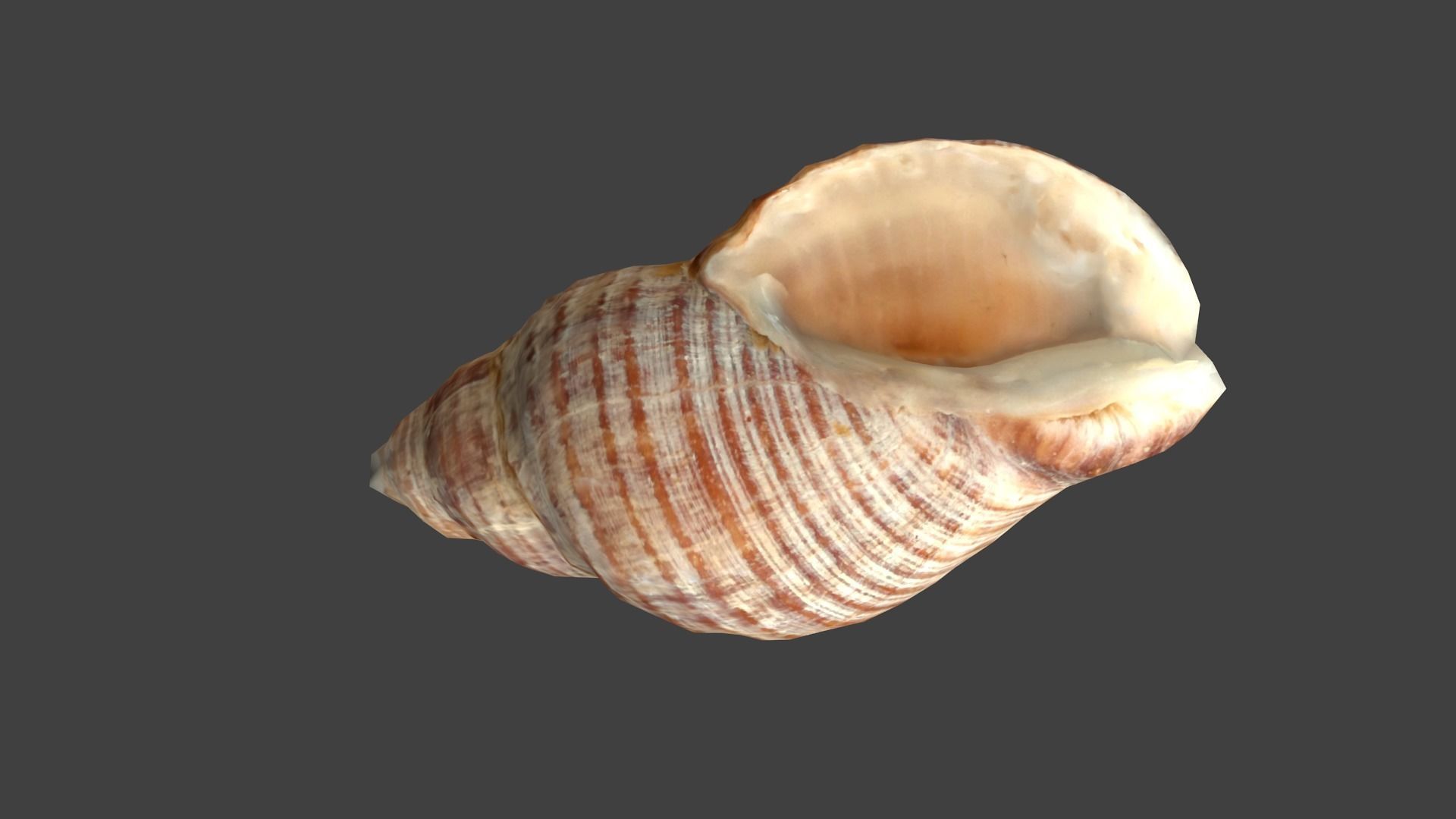 3D model Spiral Seashell Photogrammetry VR / AR / low-poly | CGTrader