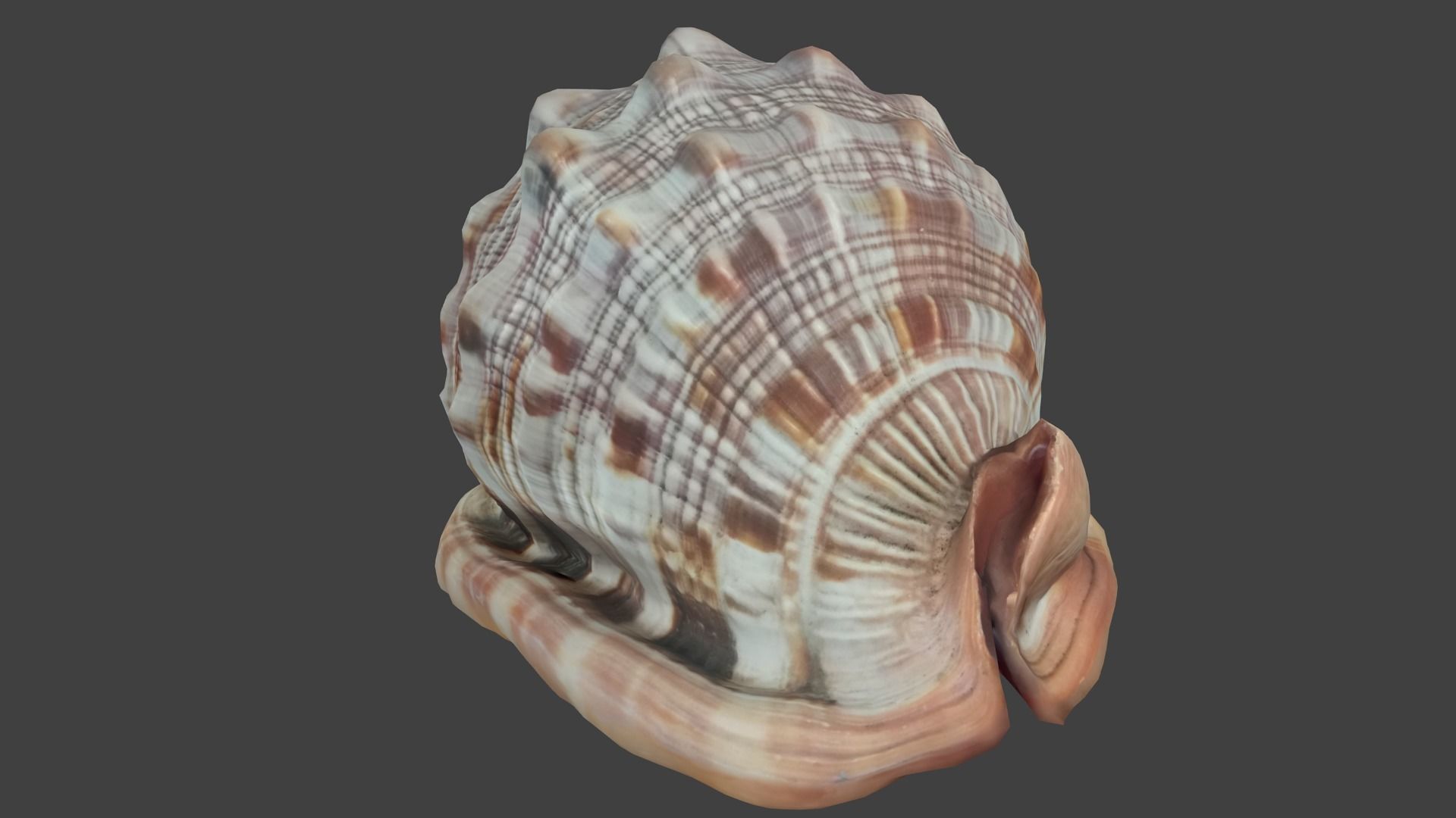 Bullmouth Seashell Photogrammetry 3D model | CGTrader