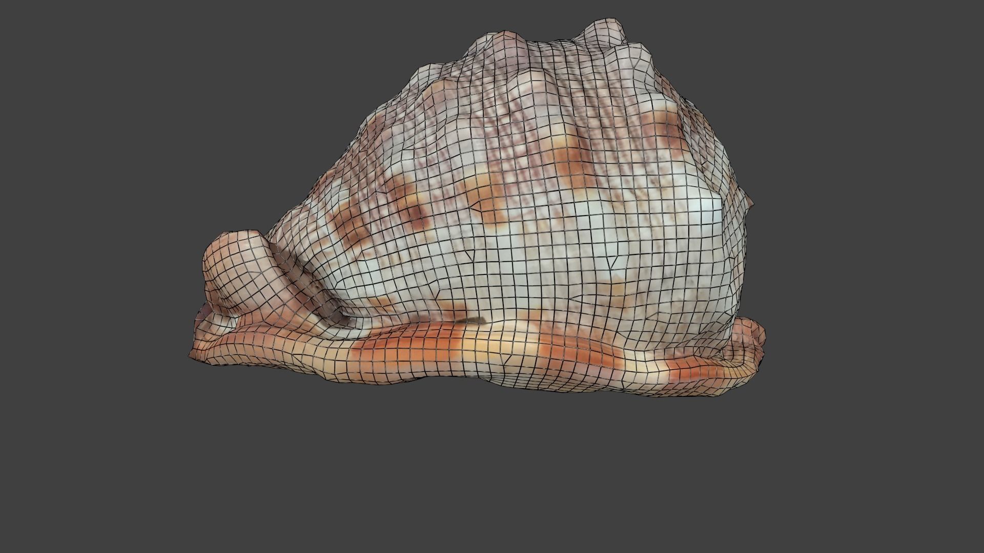 Bullmouth Seashell Photogrammetry 3D model | CGTrader