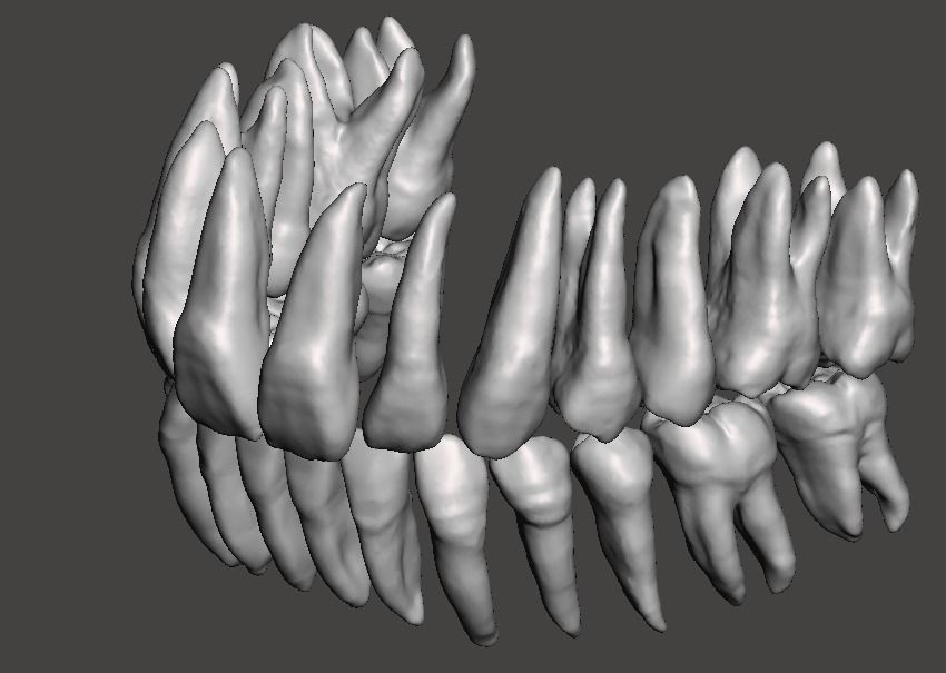 Real human teeth anatomy maxillary and mandibular 3D model 3D printable ...