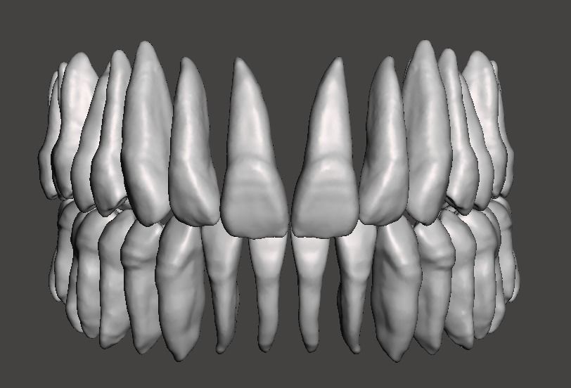 Real human teeth anatomy maxillary and mandibular 3D model 3D printable ...