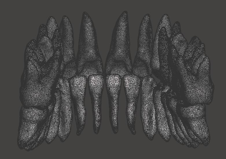 Real human teeth anatomy maxillary and mandibular 3D model 3D printable ...