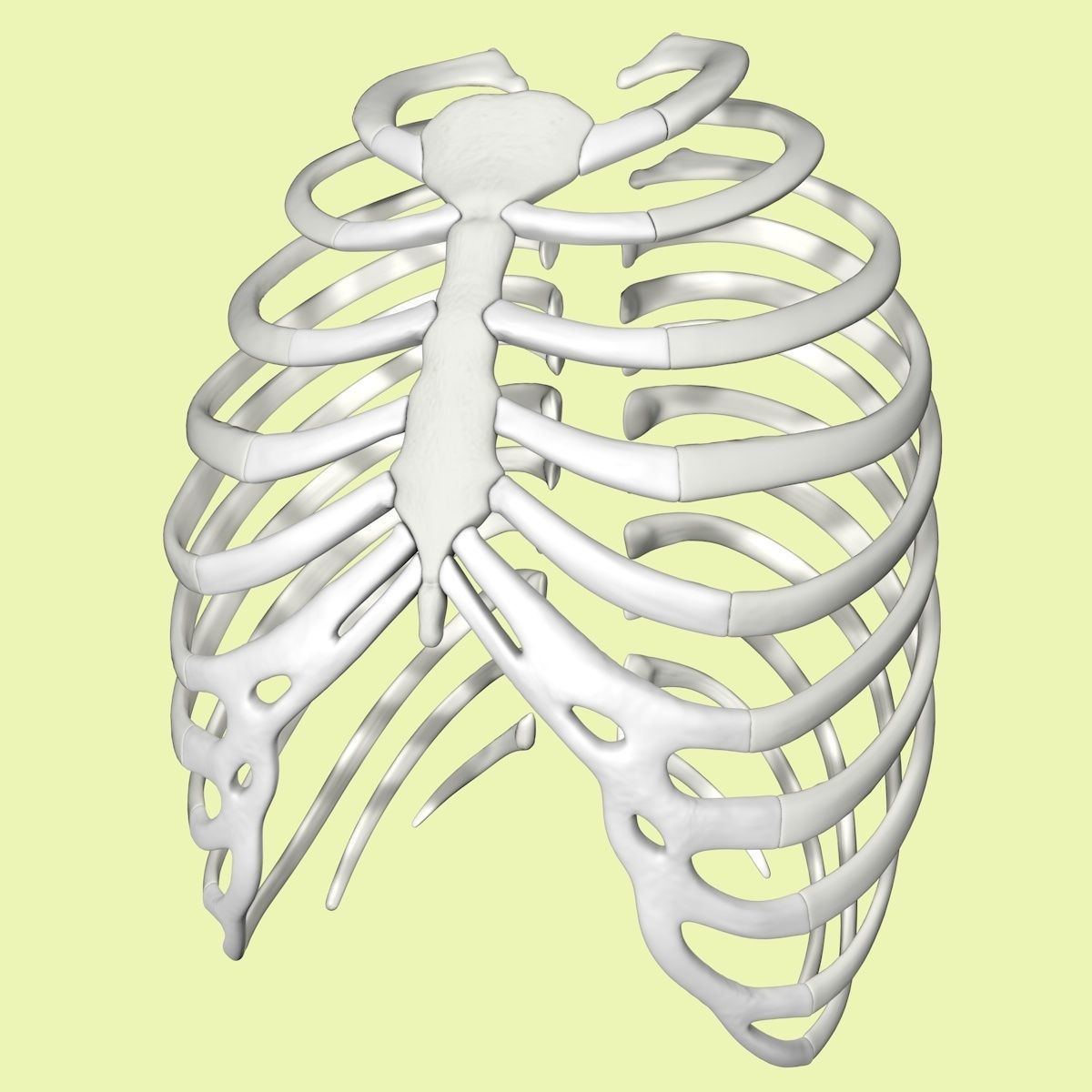 3D Rib cage model without texture 3D model | CGTrader