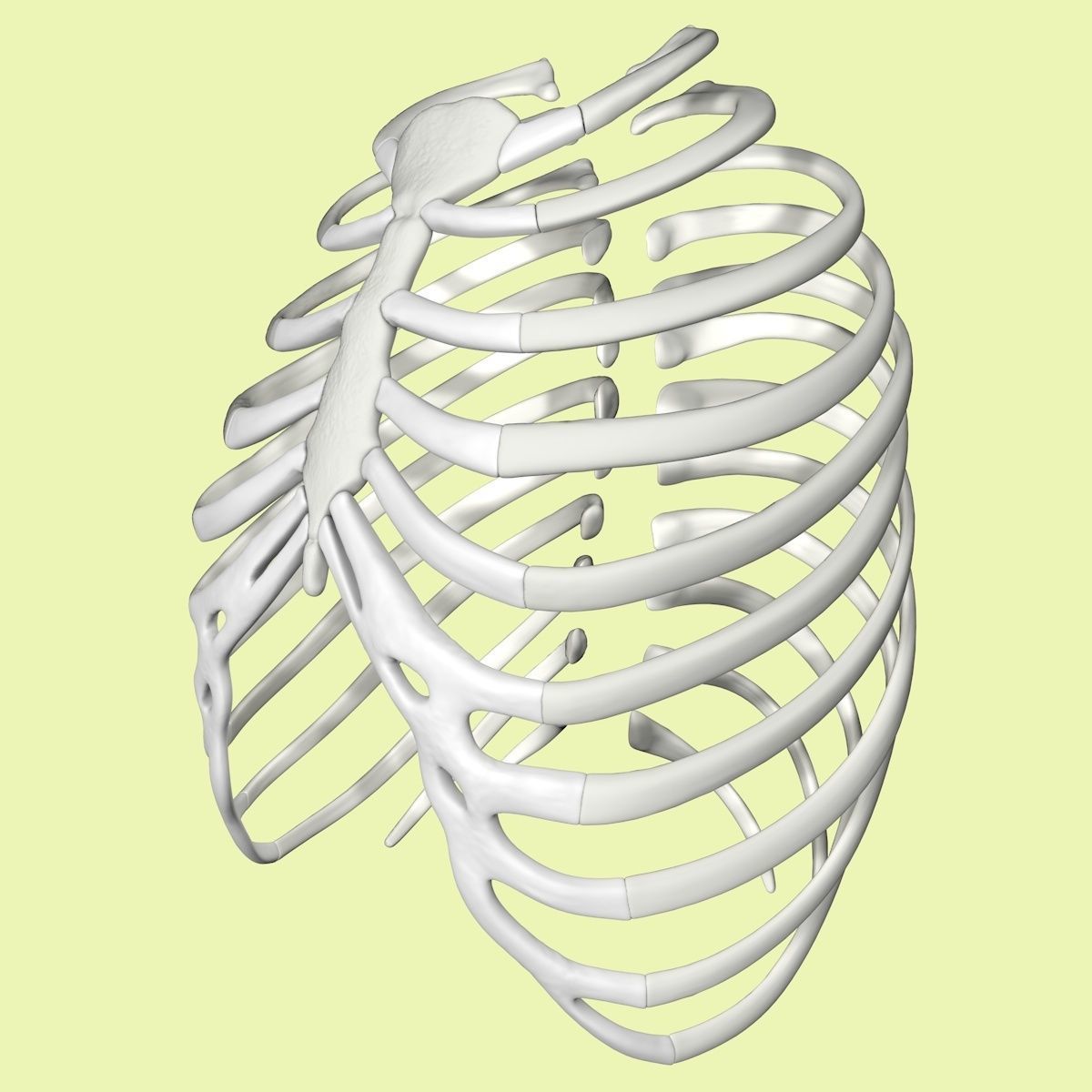 3D Rib cage model without texture 3D model | CGTrader